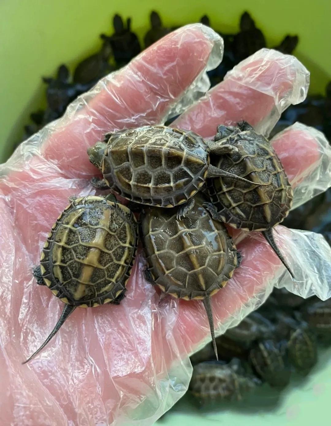 Introduce Chinese tortoises, explain the precautions for feeding ...