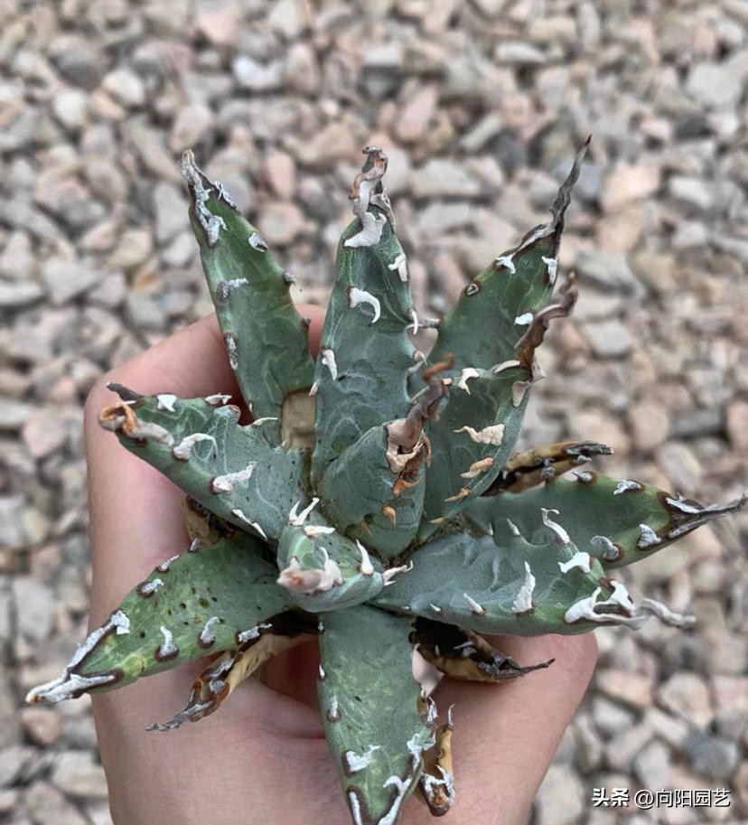 Succulent agave, with more rain in summer, the root system grows ...