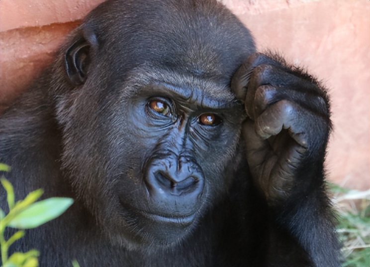 Social Intelligence of Gorillas: Studies in Behavior, Communication and ...