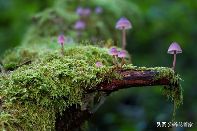 Moss micro-landscape DIY production steps and maintenance points - iNEWS