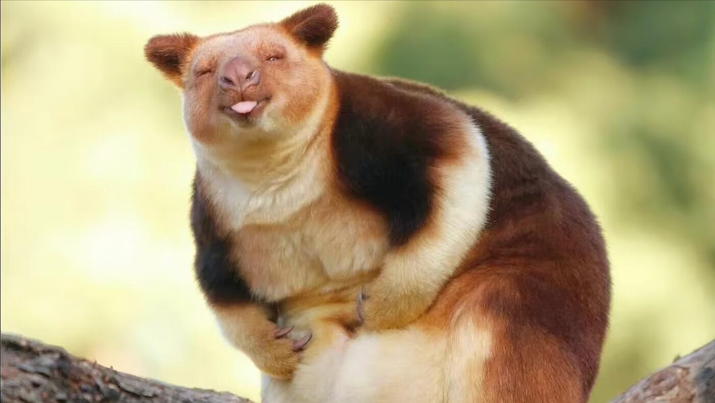 Gu's tree kangaroo: You can call me ugly, but you can't say I'm like a ...