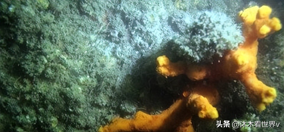 The main future application of artificial cultured reef corals, and the ...