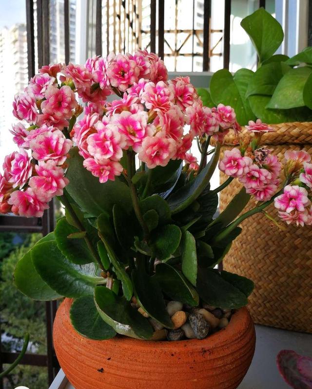 Seven kinds of foreign flowers, suitable for growing now, put them in ...