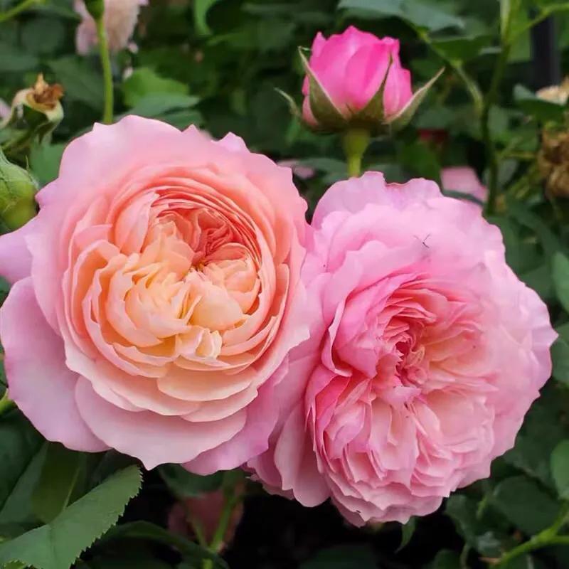 Gorgeous Annick Castle Rose - iNEWS
