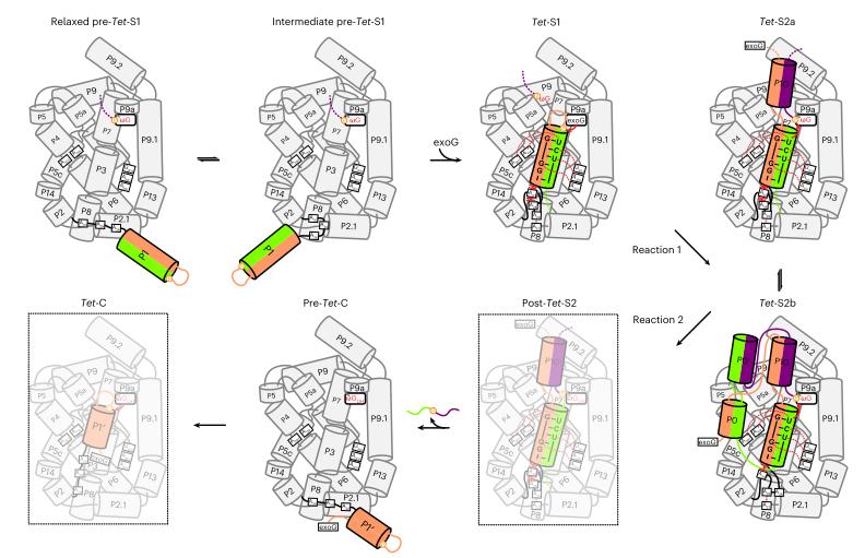 To provide a new method for studying RNA, Sichuan University reveals ...