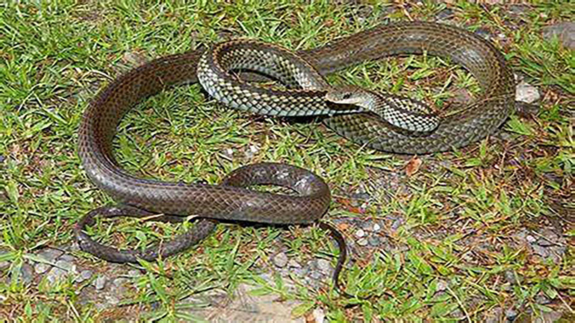 500 in the wild!Do you know the five most miserable snakes in nature ...