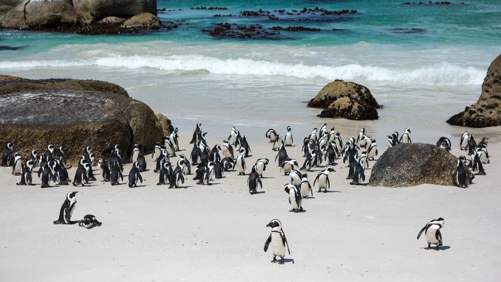 Dozens of endangered penguins die after being stung in the eye by ...