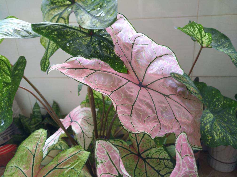 4 kinds of color-leaf plants, the appearance is higher than the flower ...