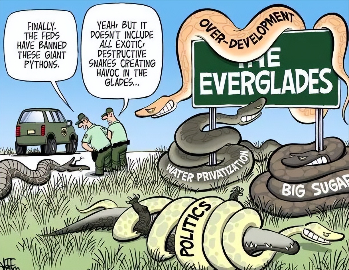 The body is nearly 6 meters long! Florida snake catcher catches Burmese ...