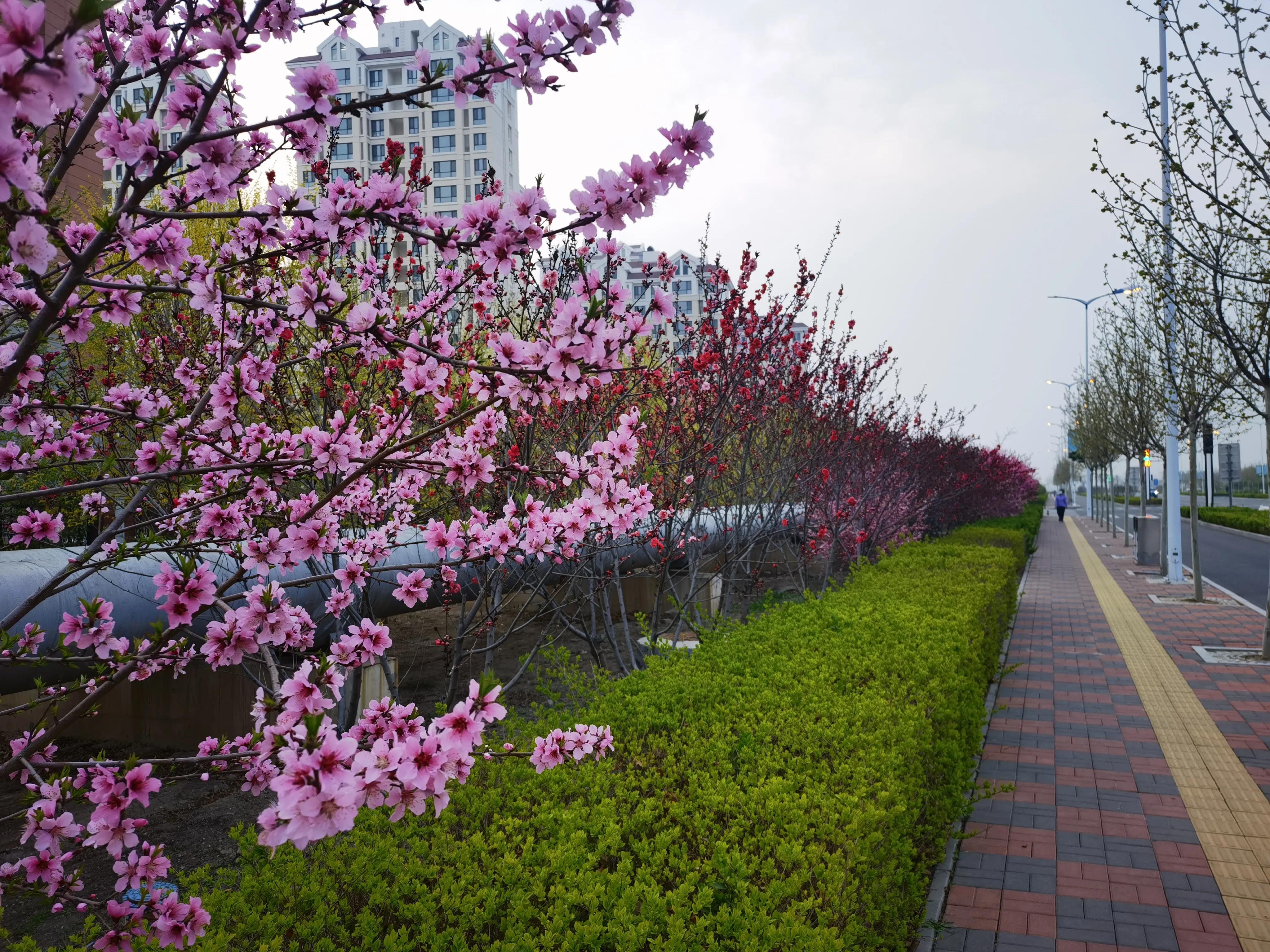 Ribbon Island Park, the only soft-paved park along the Haihe River ...