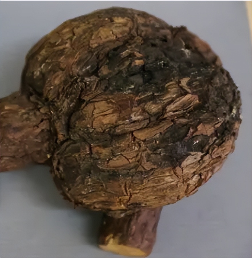 Take you to identify the pine knots - iNEWS