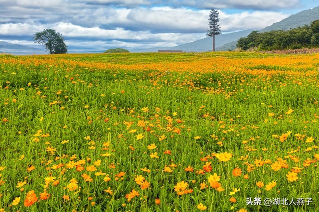 When early summer comes, you should eat less broad beans and ...