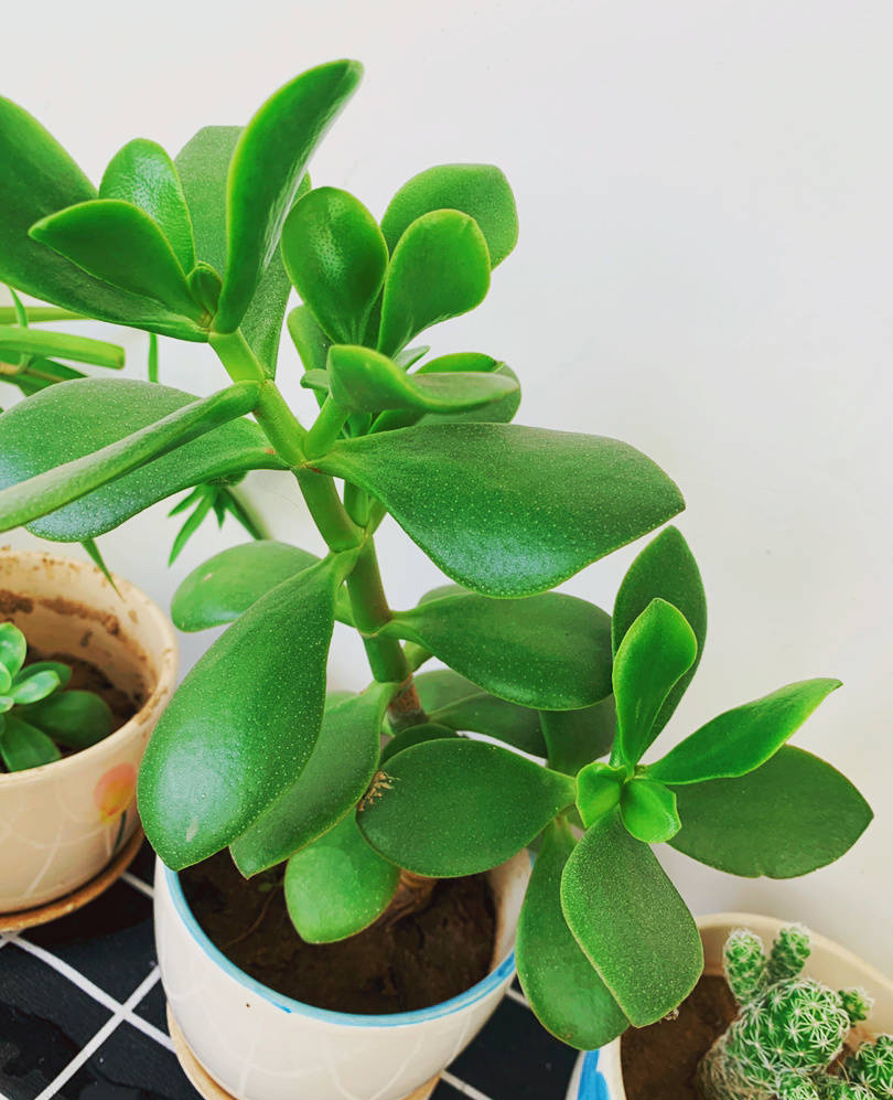 Raise jade trees in winter, do well at 2 points, the branches and ...