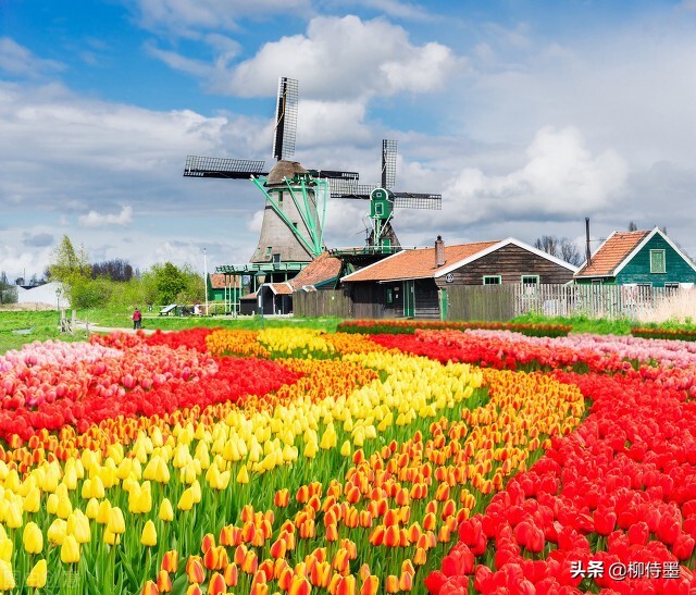 How to take good pictures of tulips?Photographers summed up 3 methods, easy to learn and get ...
