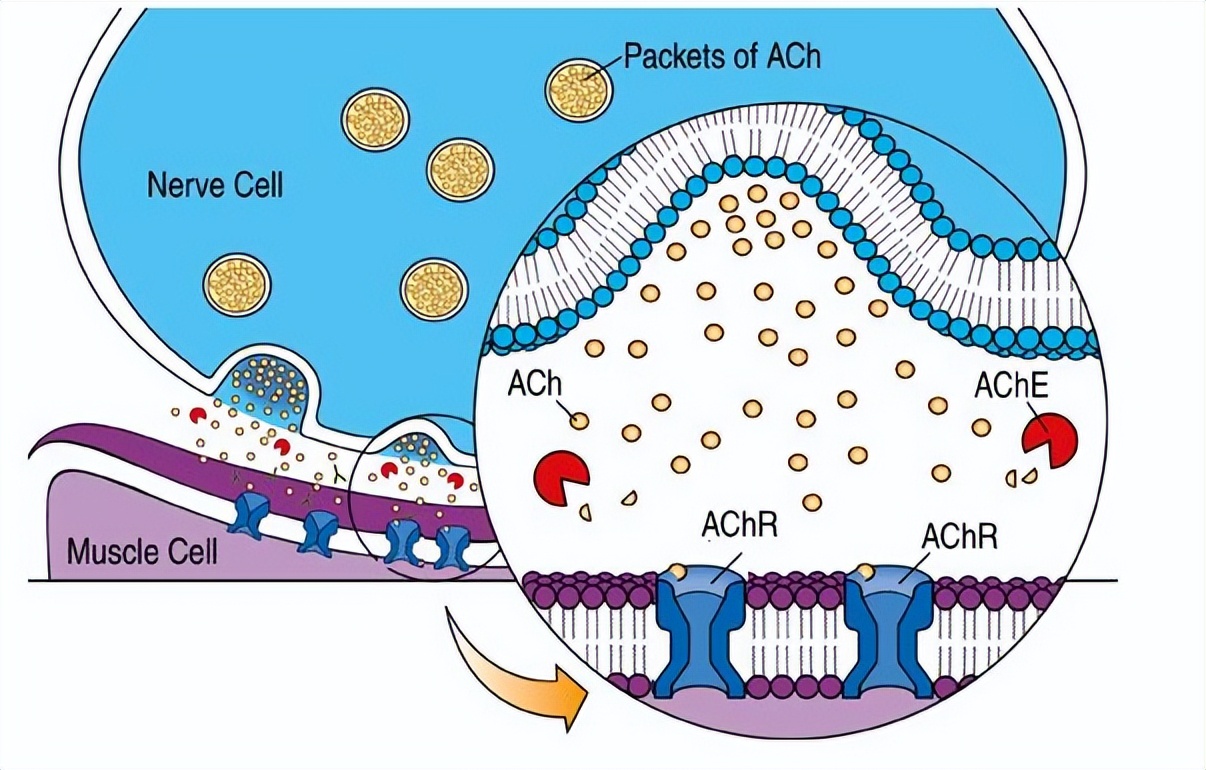 The intracellular bacterium Rickettsia exerts an inhibitory effect on ...