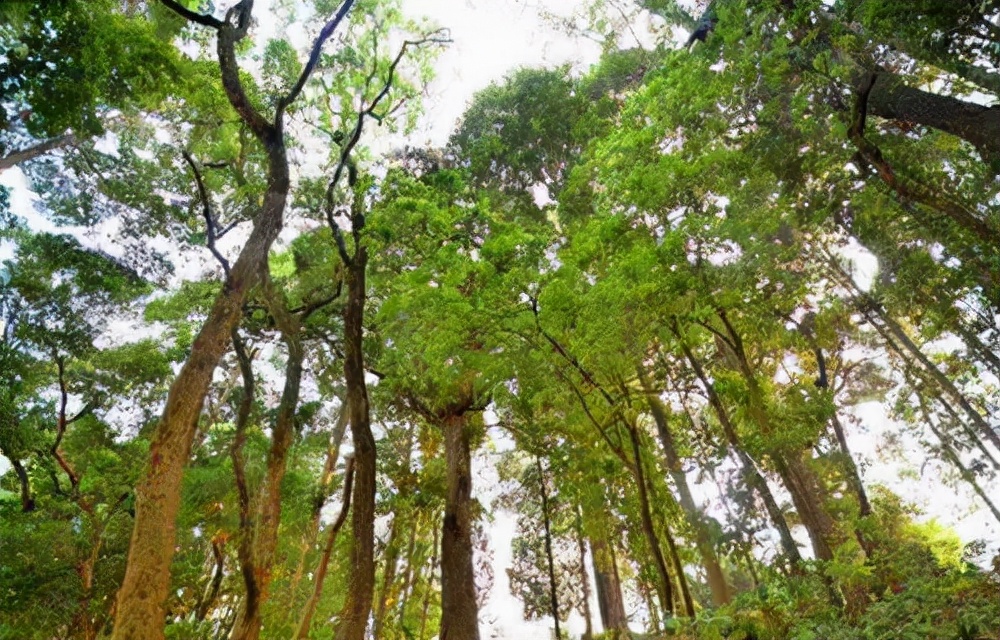 The world's largest golden nanmu tree is 4,300 years old. Unfortunately ...