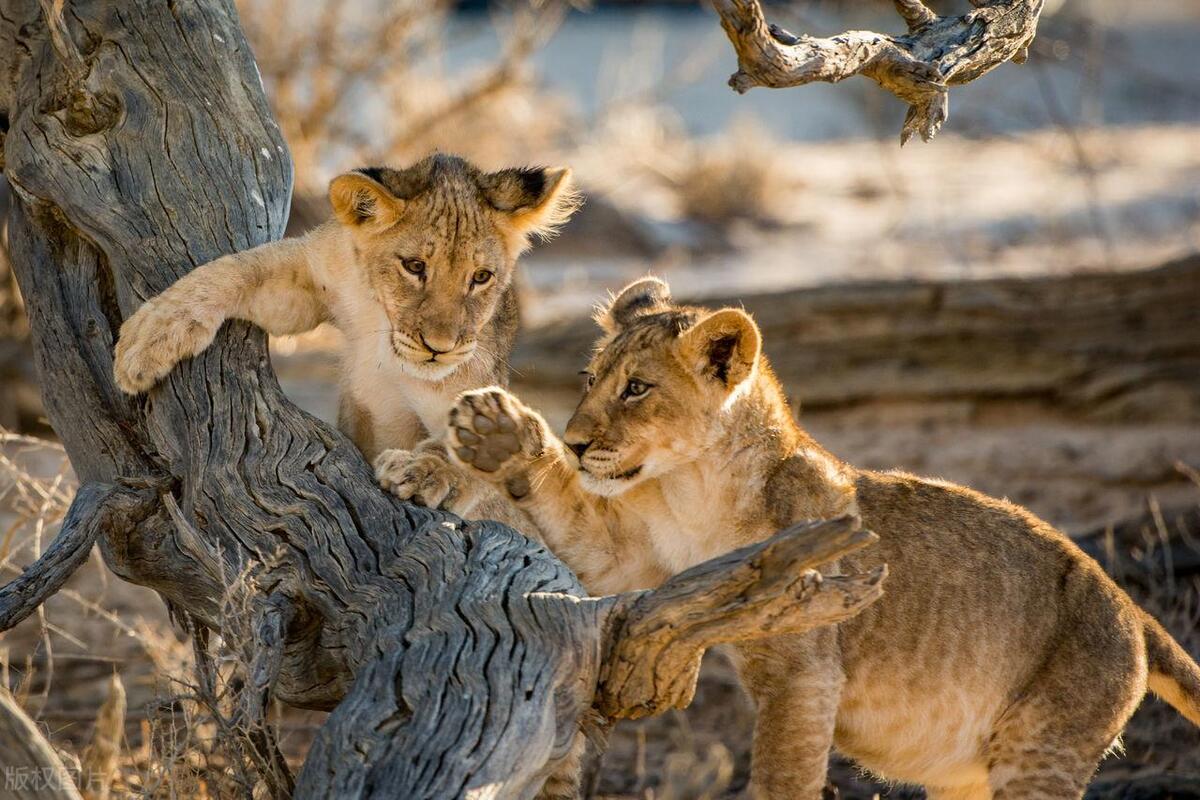 The legendary story of Zeus, the lion king, swept across the entire ...