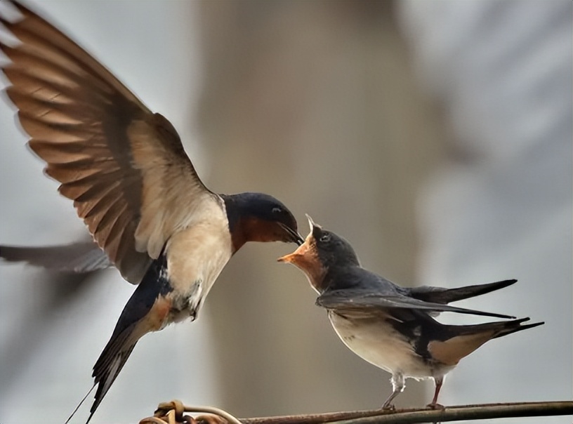 Ecological Adaptation and Conservation Strategies of Swallow Migration ...