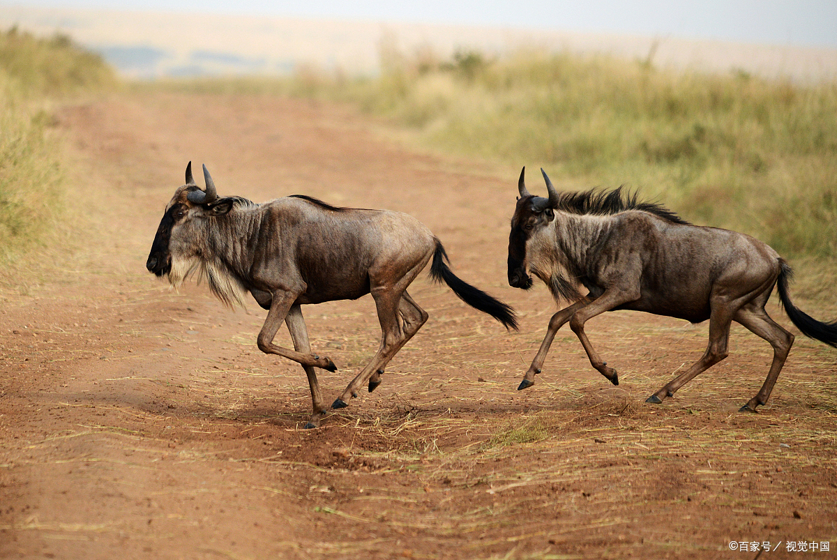 Good birds live in trees and migrate like wildebeest - iNEWS