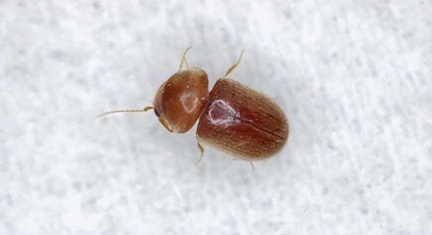 Why do smoke beetles appear on the bed? Where is the general source of ...