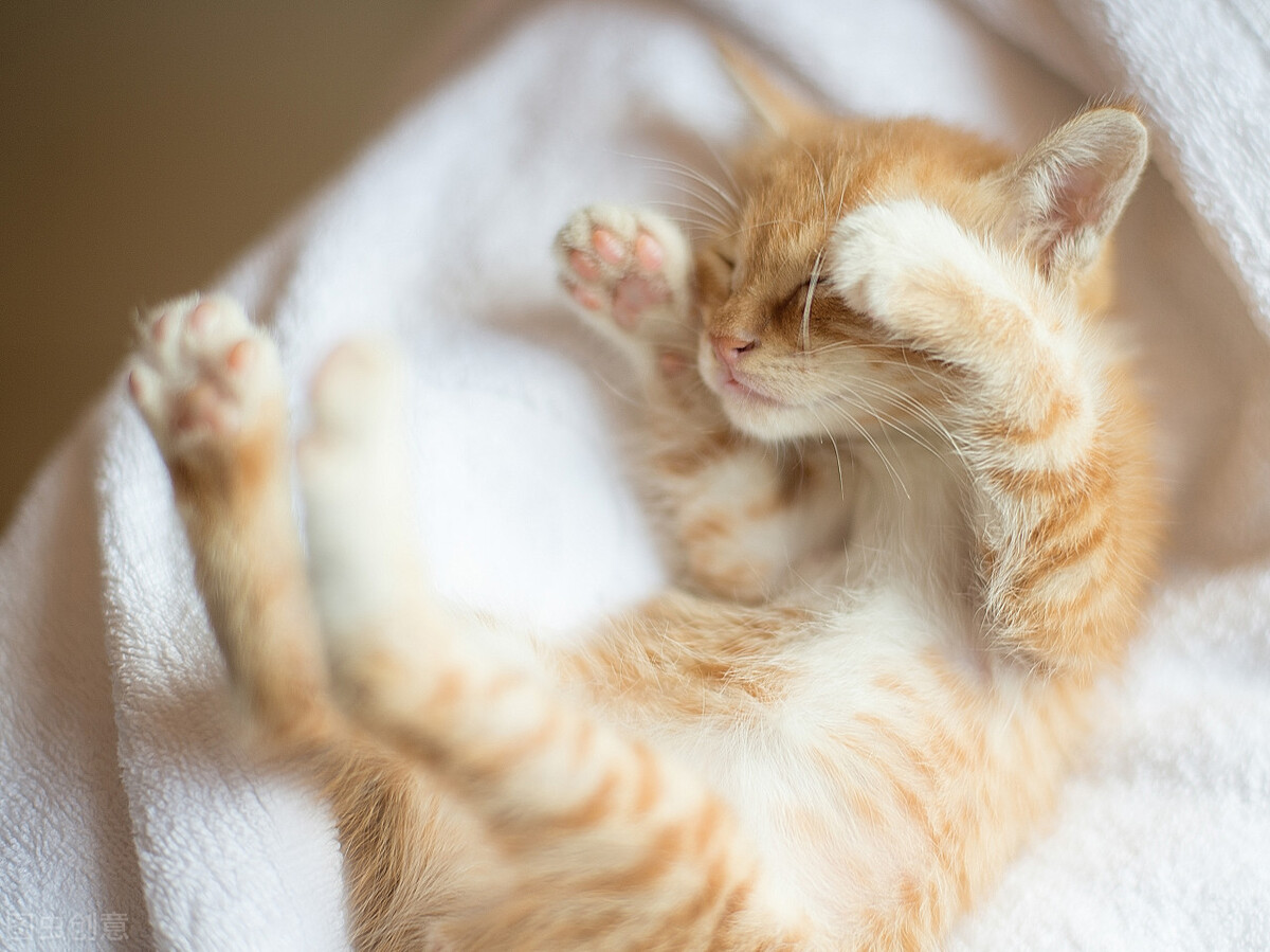 Cat Knowledge Popularization - iNEWS