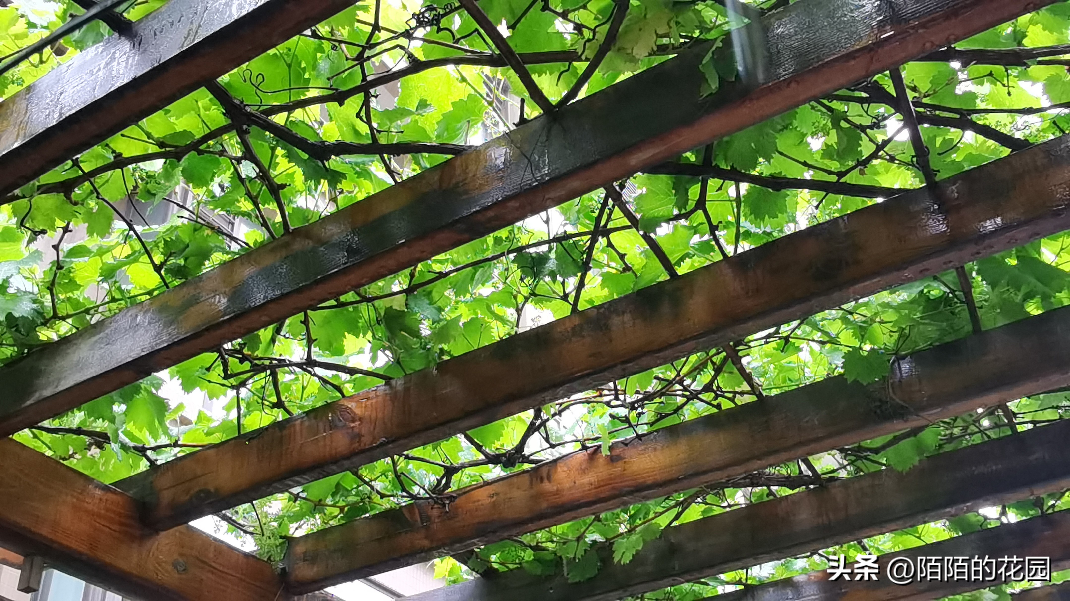 Characteristics and care of vines in the garden - iMedia