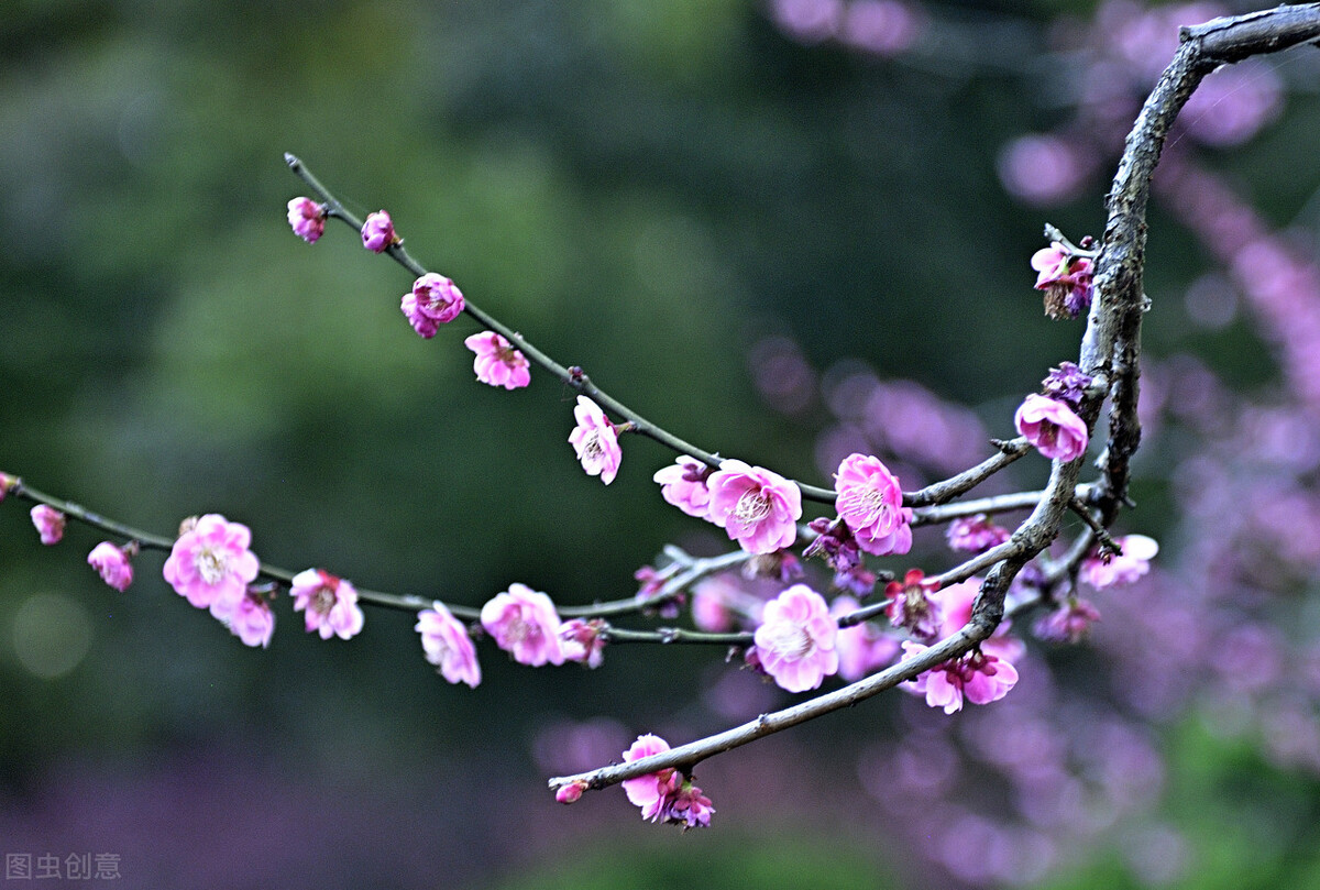 Seven Absolutes·Yongmei (Xiaping Yixian) - iNEWS