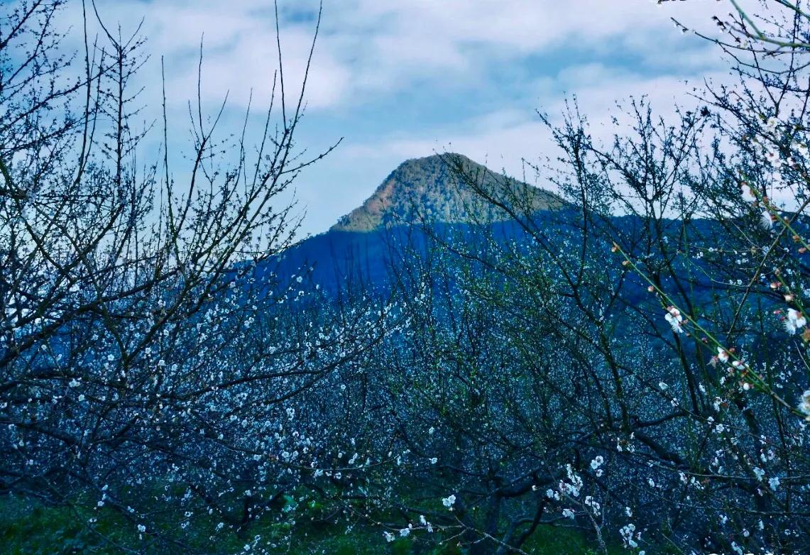 Walk into Lianghua Plum Garden - iNEWS