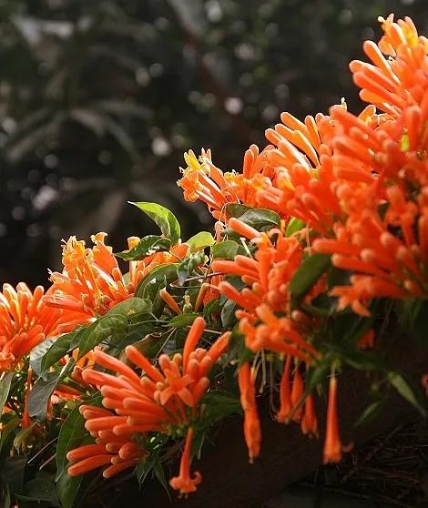 The firecrackers blooming enthusiastically bring us a prosperous ...
