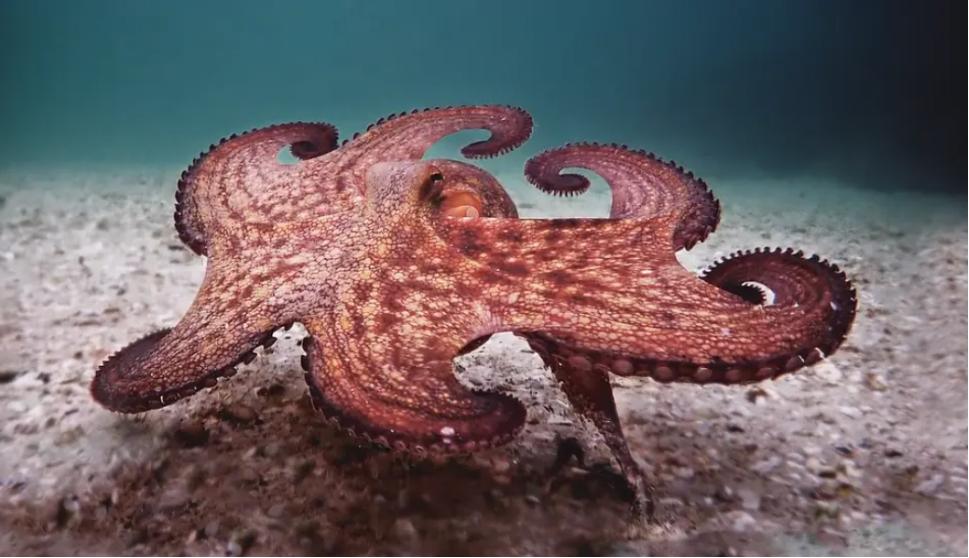 Documentary "My Octopus Teacher" The Natural Law of Octopus - iNEWS
