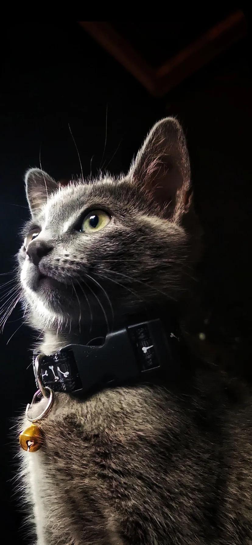 ISO depth of field lock screen rabbit wallpaper - iMedia