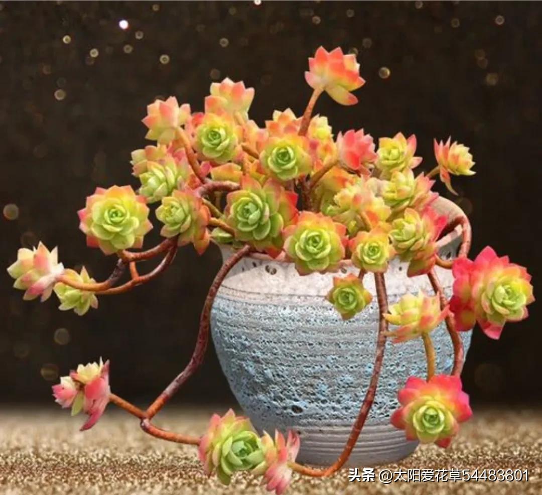 4 kinds of succulents are good to keep and not squeamish, the weather ...