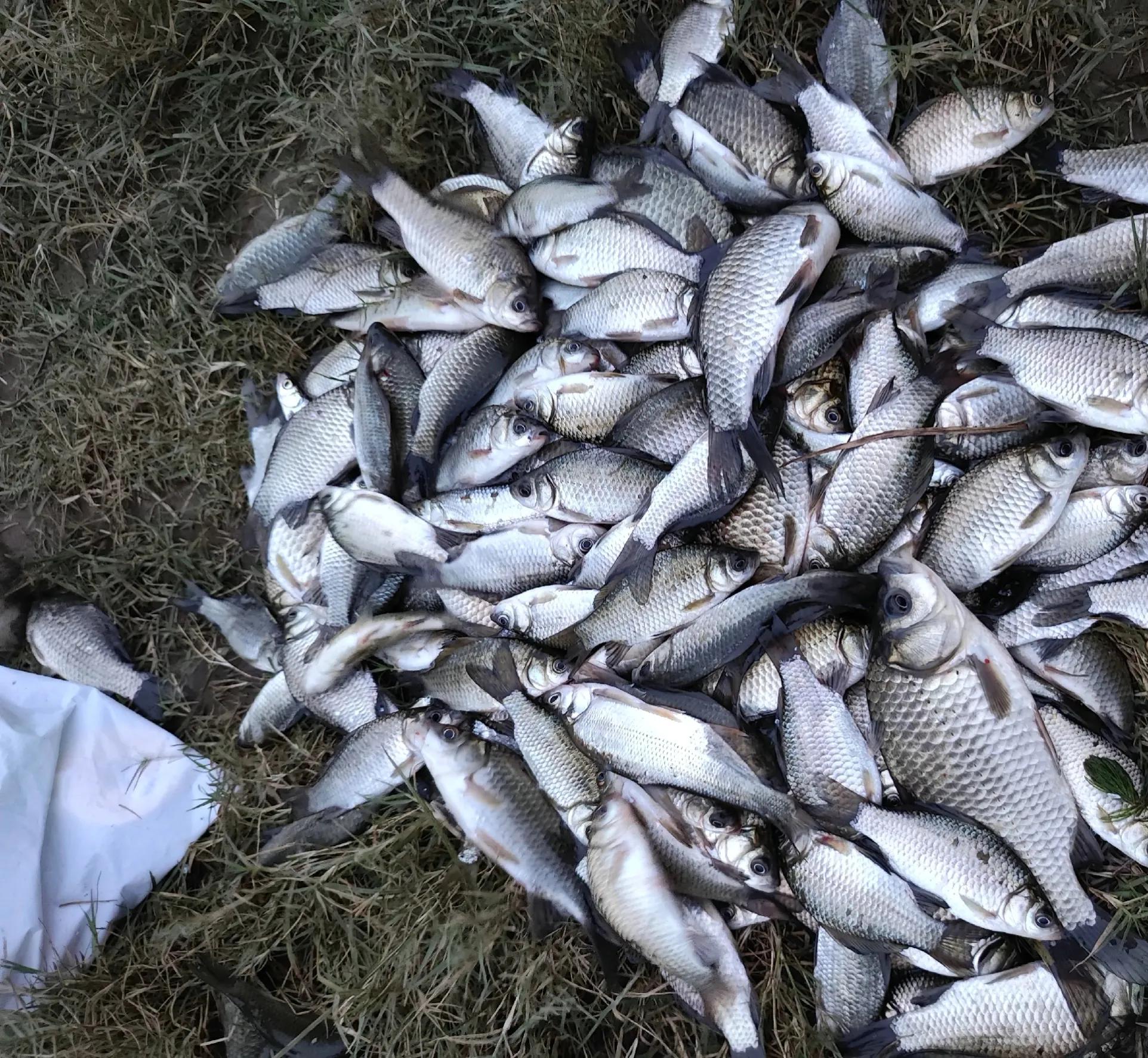Wild fishing: how to find the concentrated location of crucian carp ...