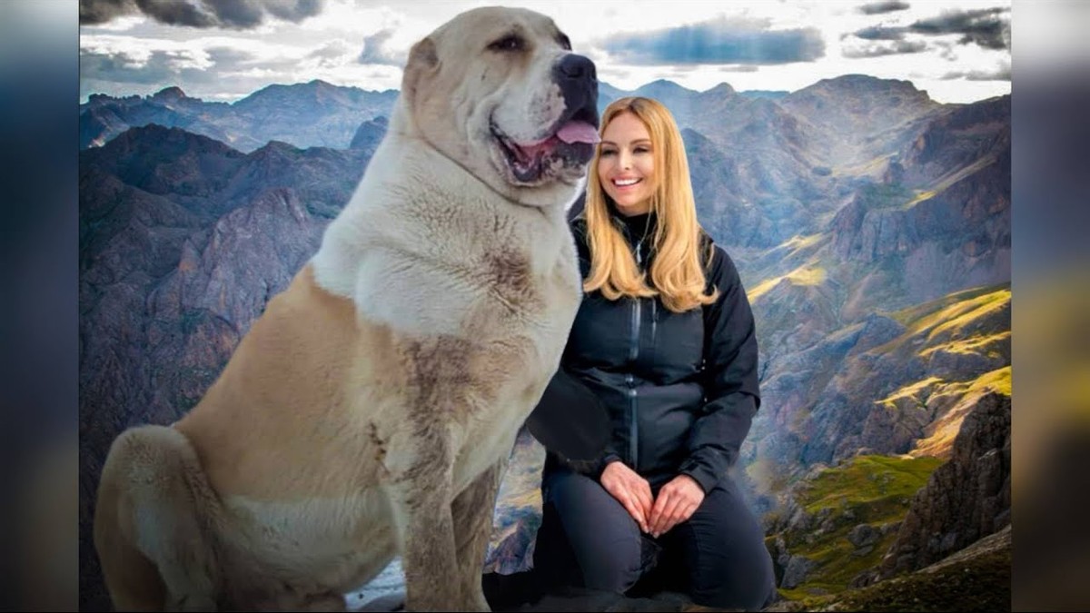 Ranking of the world's largest bulldogs: The largest dog is comparable ...