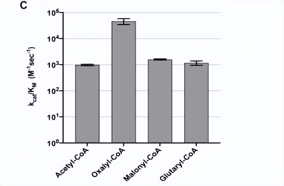 Study on the key enzymes and their characteristics in the biosynthesis ...