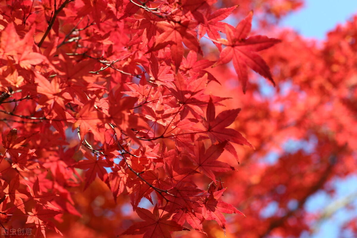 Poetry Original · Qinghuang Weiyang - iNEWS