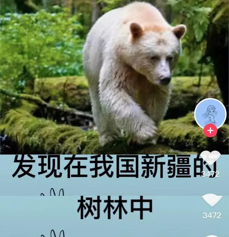 Joey, the hapless bear with albinism, deceived hundreds of thousands of ...