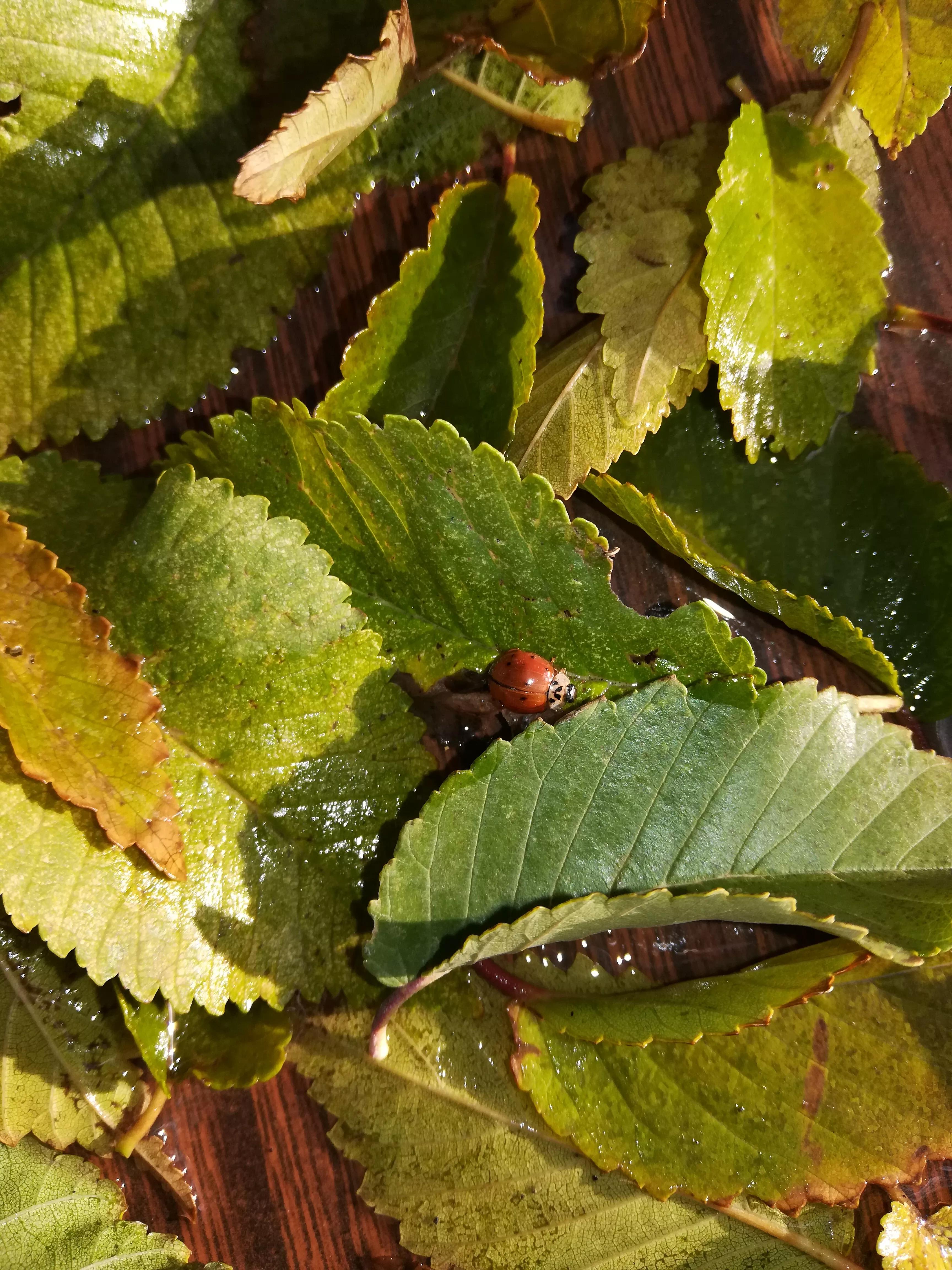 flowers hurt - iNEWS