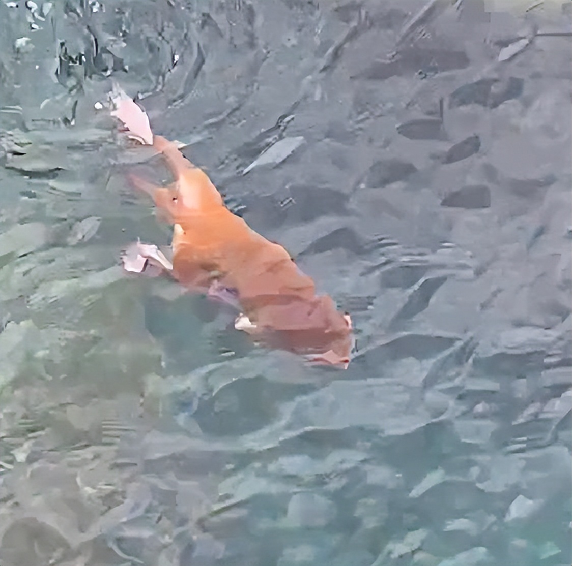 Sanya man photographed monkey diving and catching fish in the sea, and ...