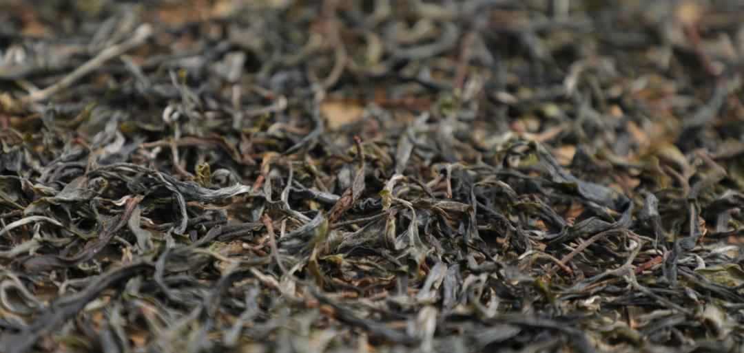 The Model of Yiwu Tribute Tea - Ma Hei - iNEWS