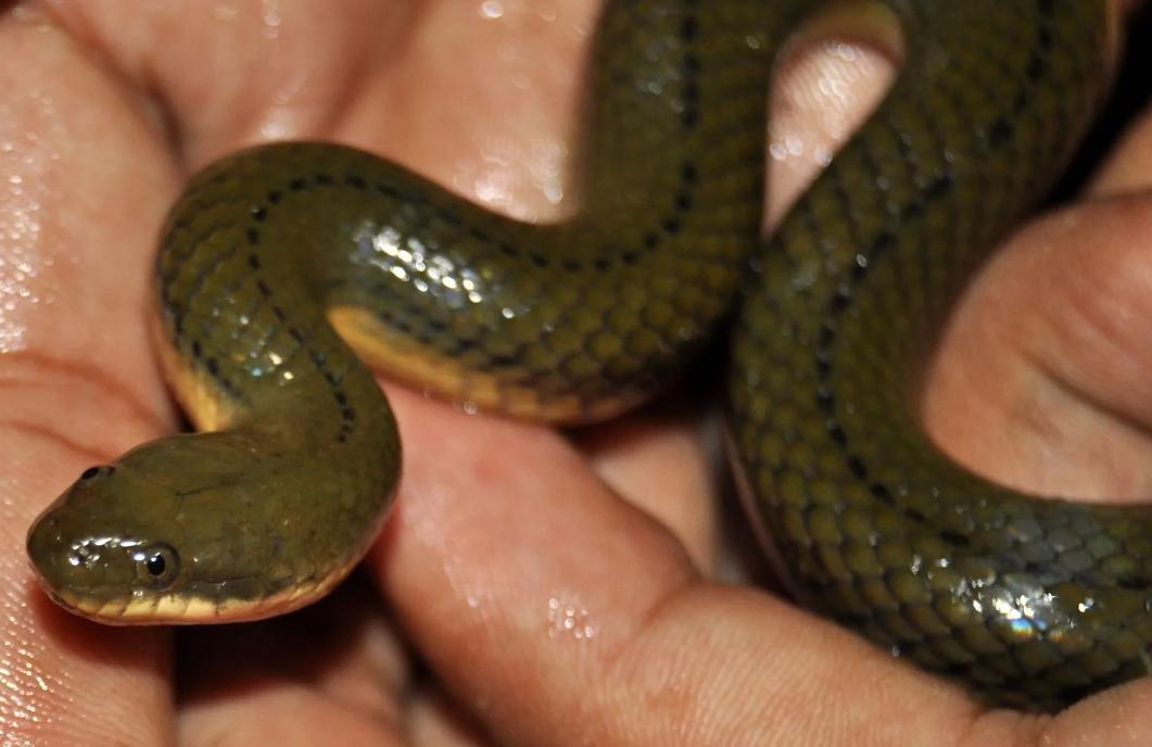 List of Snakes - Snakes (4) - iMedia