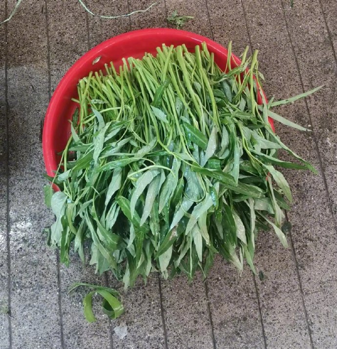 The water spinach leaves and stems are pleasantly surprised when eaten ...