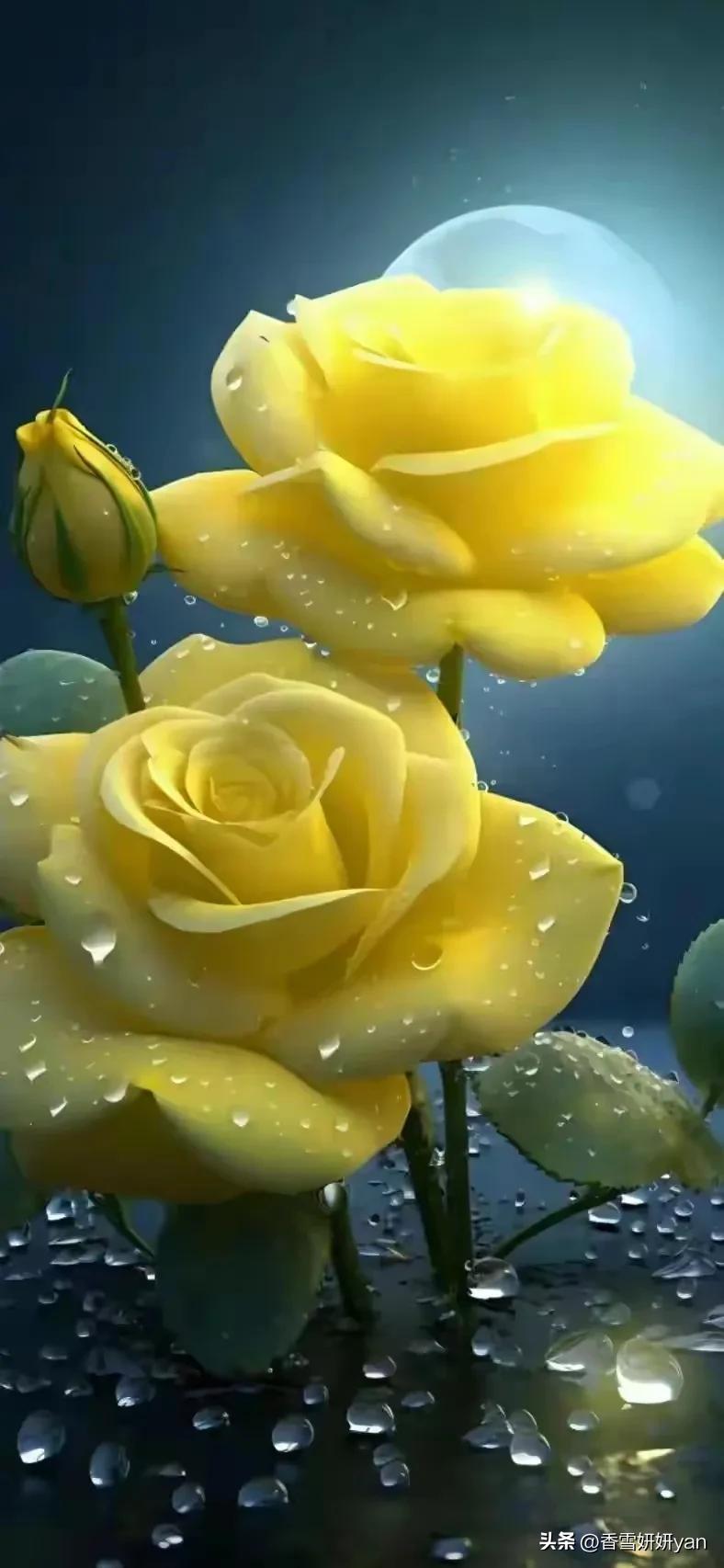 Delicate and dripping roses - iMedia