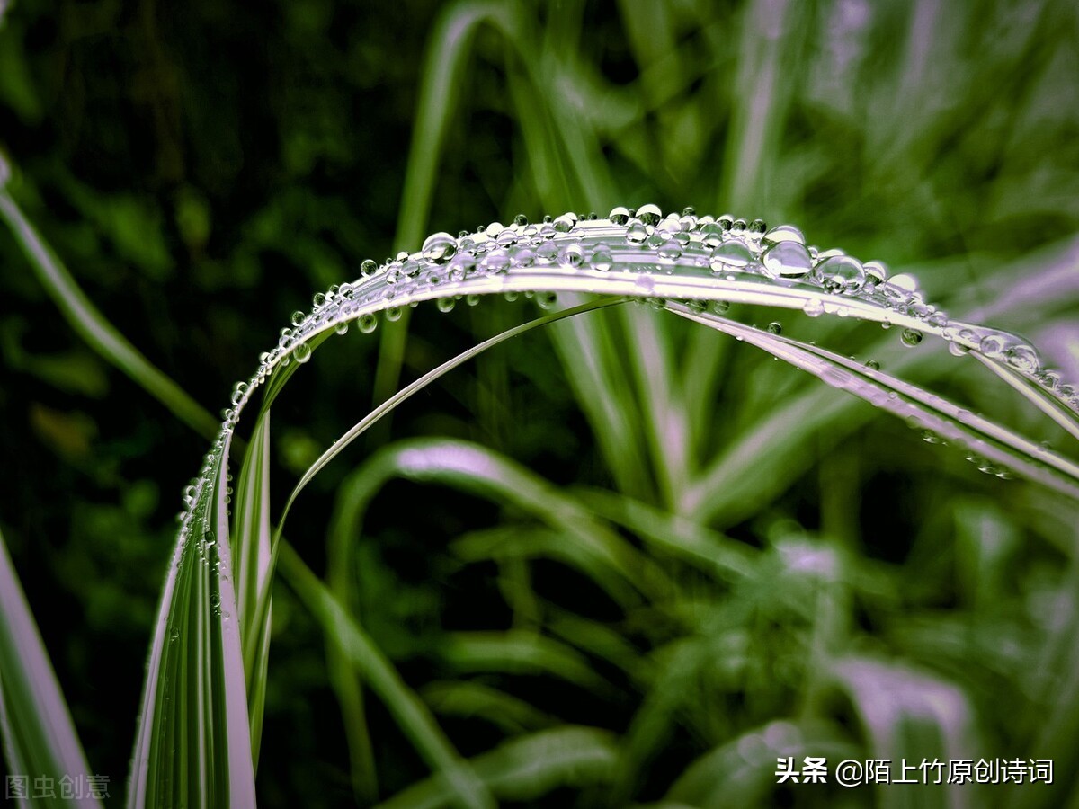 Seven-character quatrains: Spring rain - iNEWS