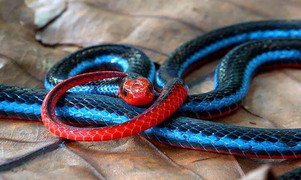 Are more colorful snakes more dangerous?Can color be used as a ...