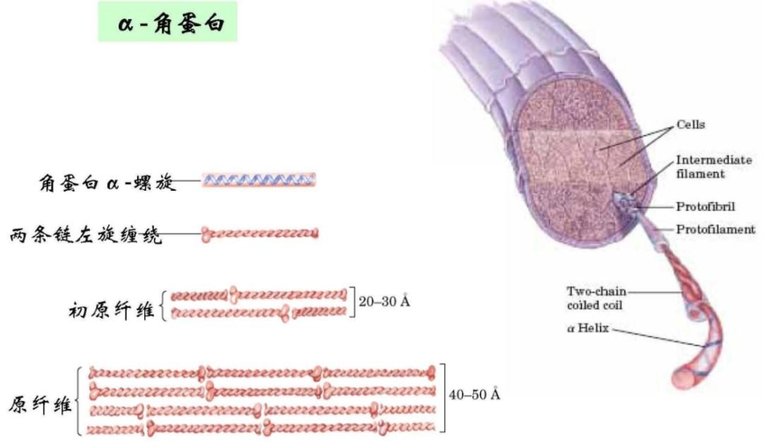 Why do male cats have to grow barbs to scratch females?What is the ...