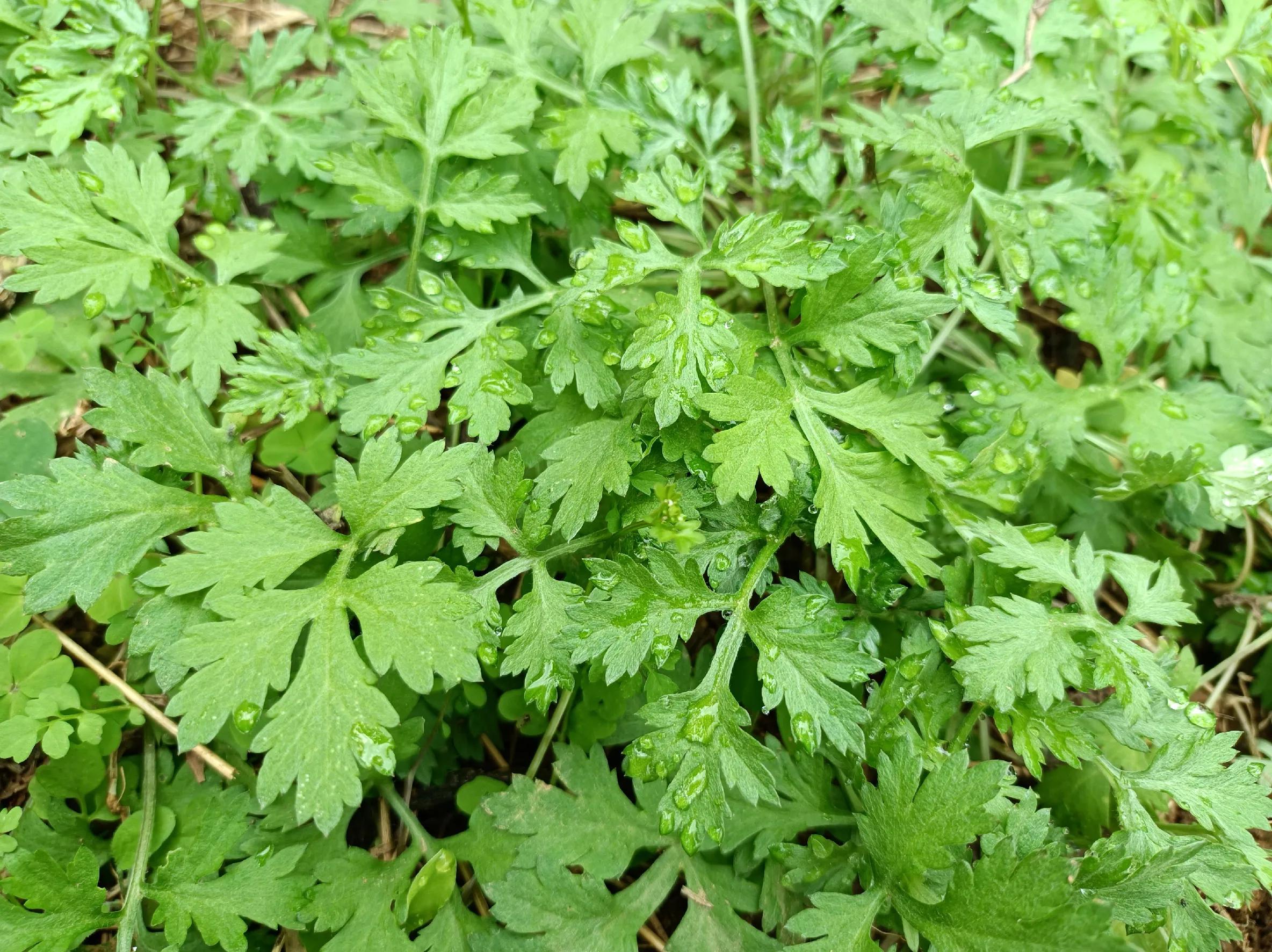6 kinds of wild vegetables that are recognized as the best in China ...