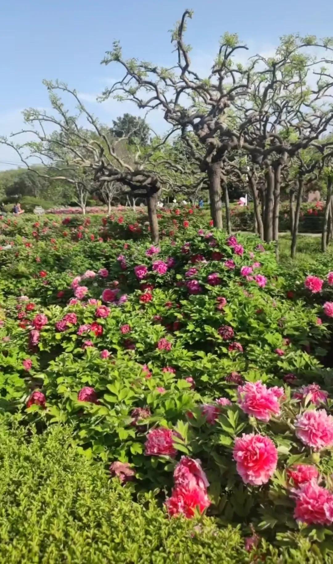 The love of flowers and plants in spring is the strongest - iMedia