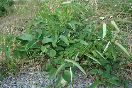 The root of blood arrow grass growing in the hillside grassland is the ...