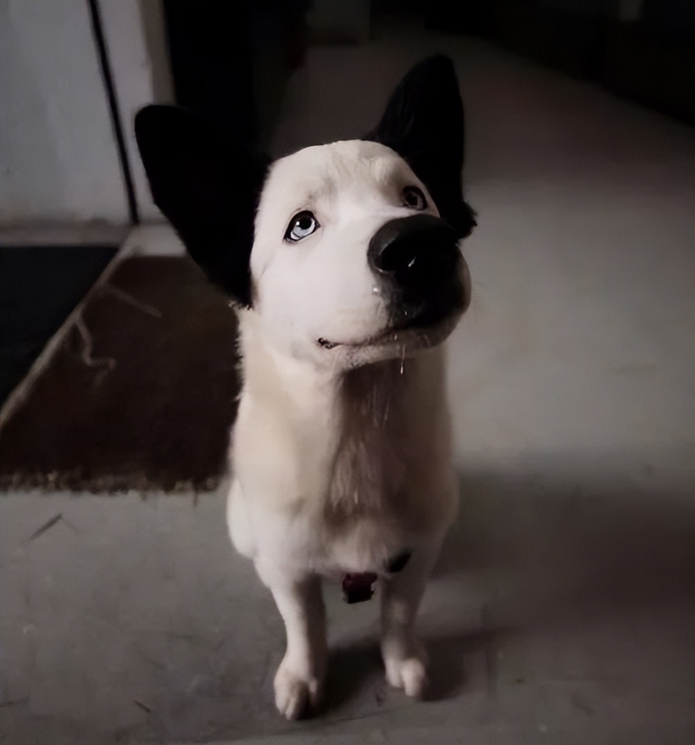 Netizens posted a rare dog, but when they took a closer look at the ...